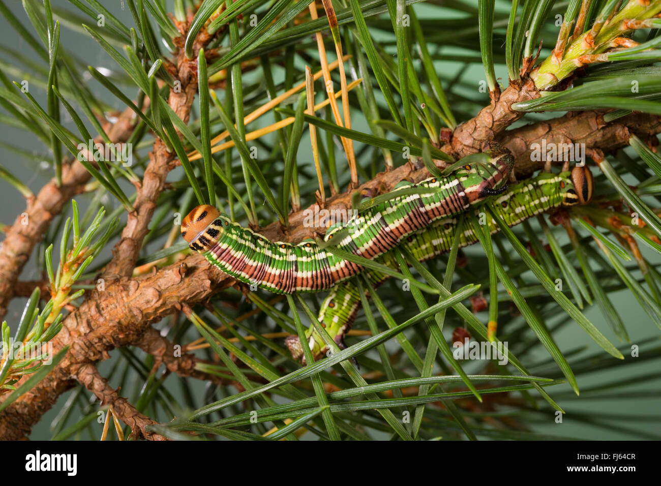 pine hawkmoth (Hyloicus pinastri, Sphinx pinastri), caterpillars feed ...