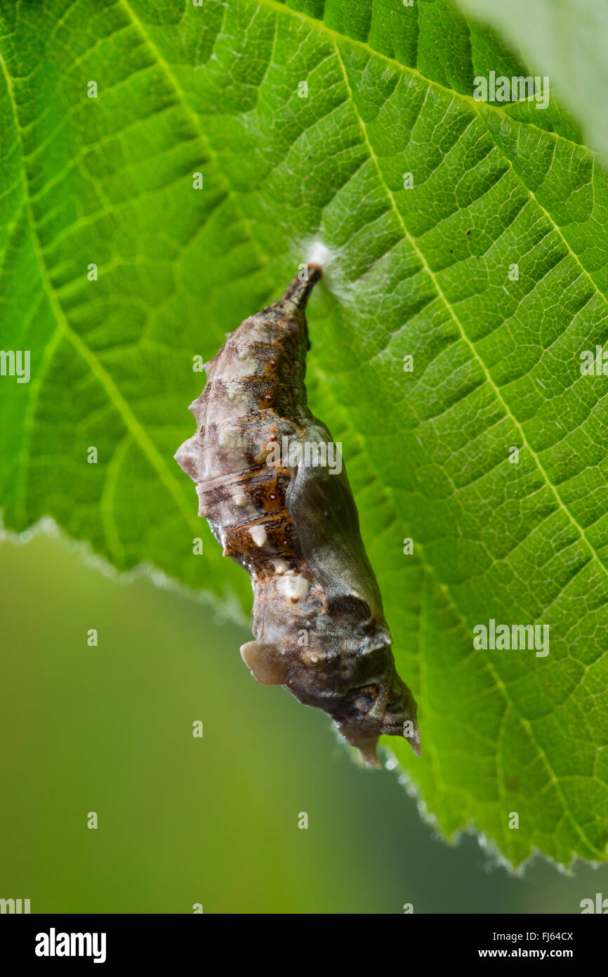 Comma butterflies hi-res stock photography and images - Alamy