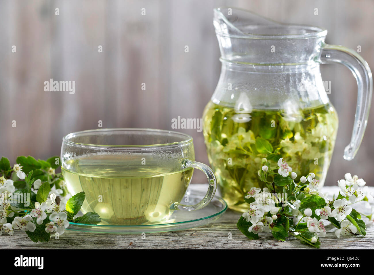 tea of hawthorn flowers, Germany Stock Photo - Alamy