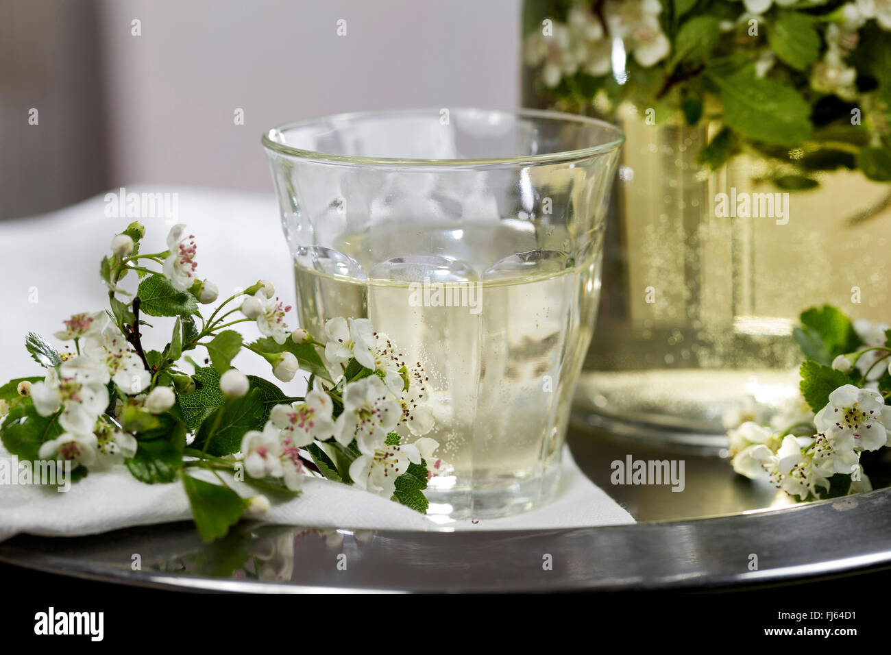 tea of hawthorn flowers, Germany Stock Photo - Alamy