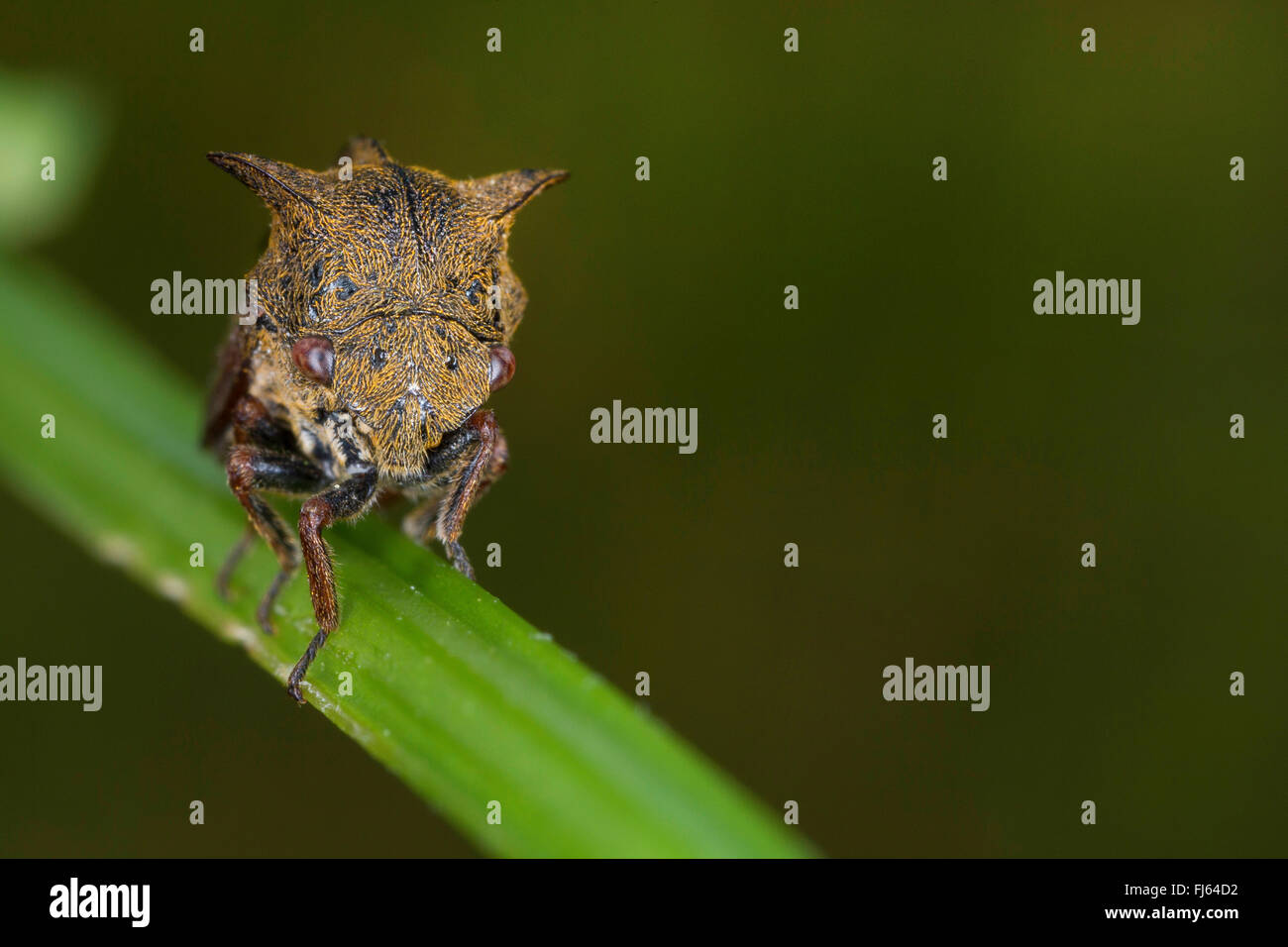 horned treehopper (Centrotus cornutus), on a stem Stock Photo - Alamy