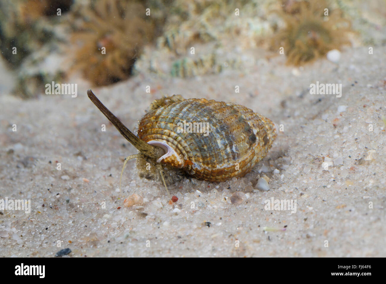 Nassarius reticulata hi-res stock photography and images - Alamy
