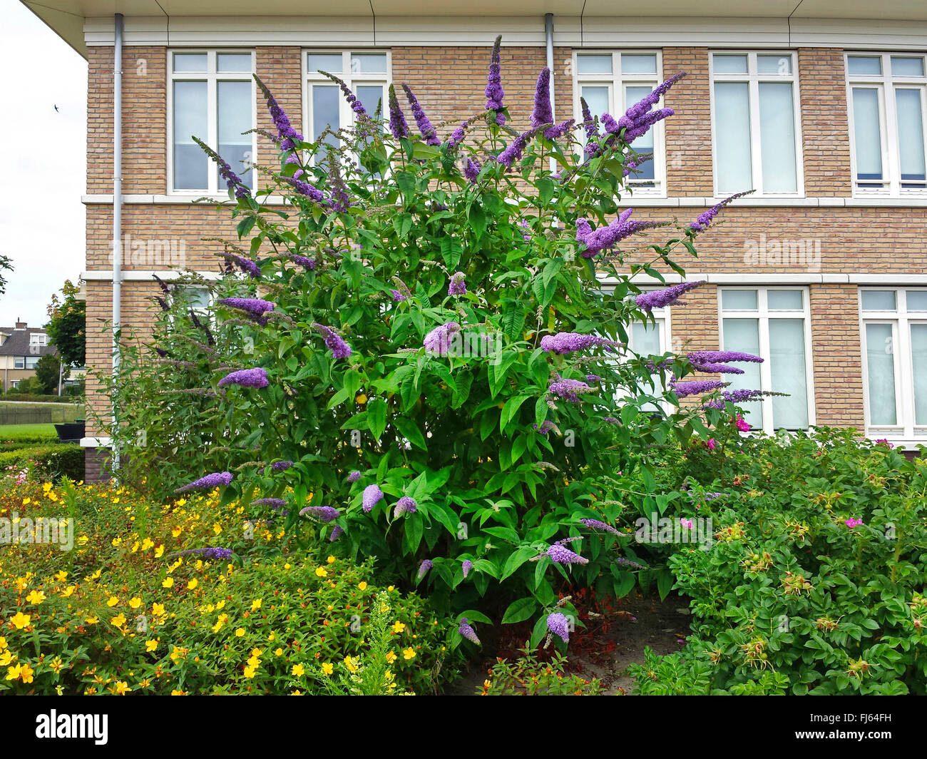 Butterfly bush, Violet butterfly bush, Summer lilac, Butterfly-bush ...