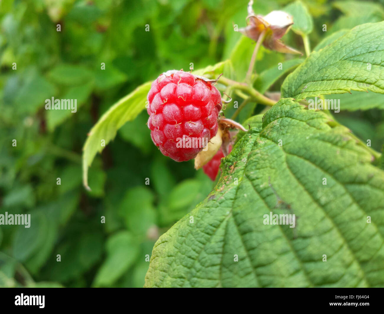 European red raspberry (Rubus idaeus), raspberry on a branch, Germany ...