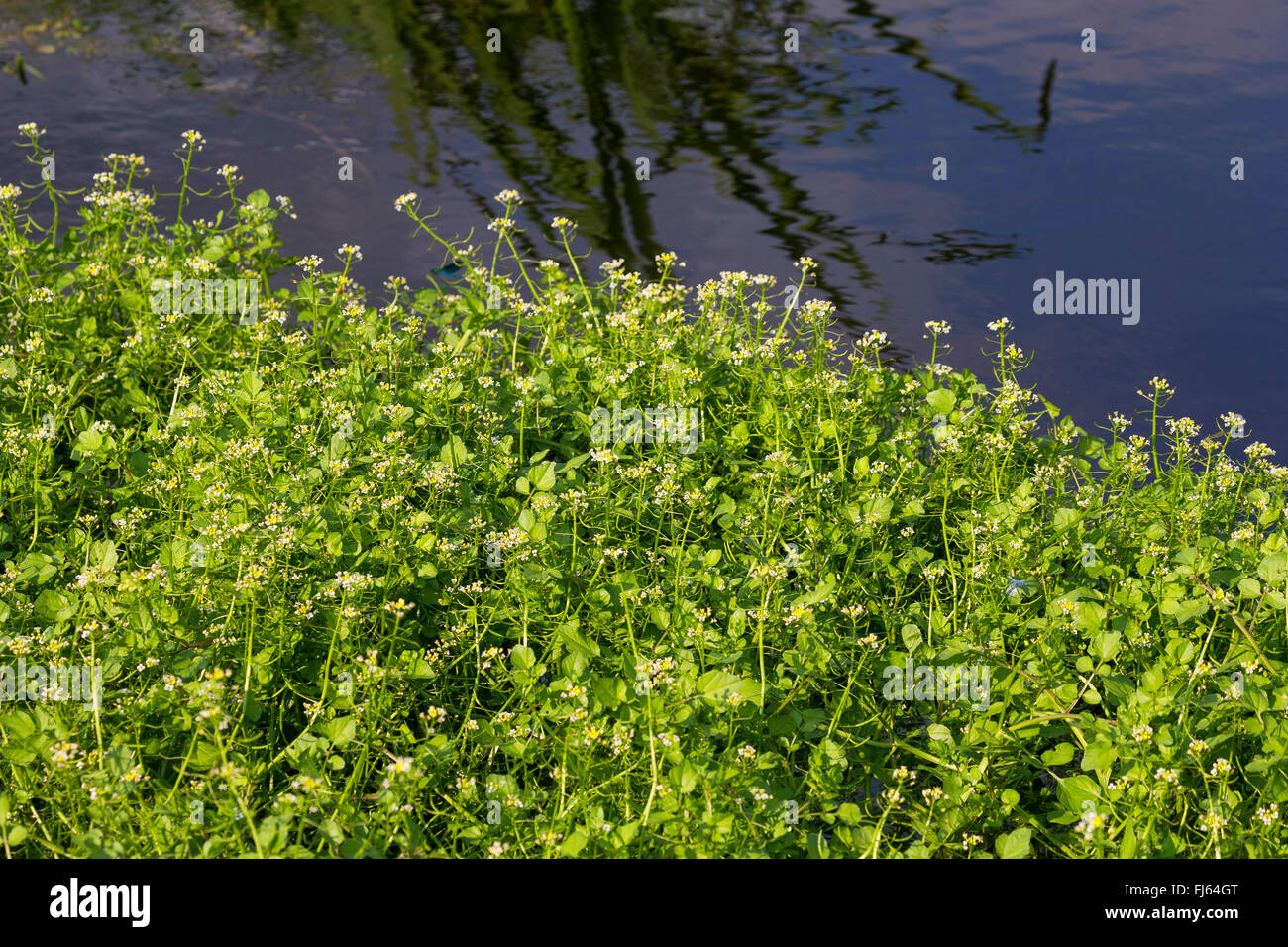 Watercress, One-rowed Watercress, Onerow Yellowcress (Nasturtium ...