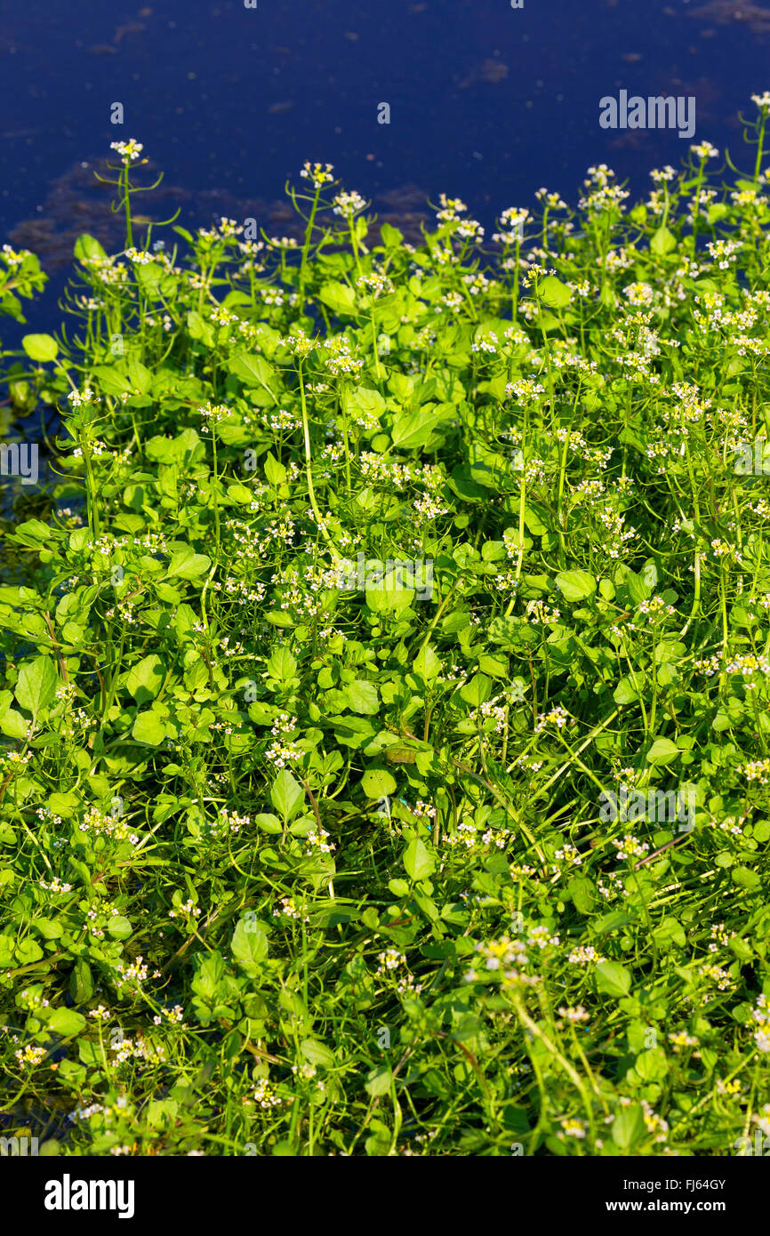 Watercress, One-rowed Watercress, Onerow Yellowcress (Nasturtium ...