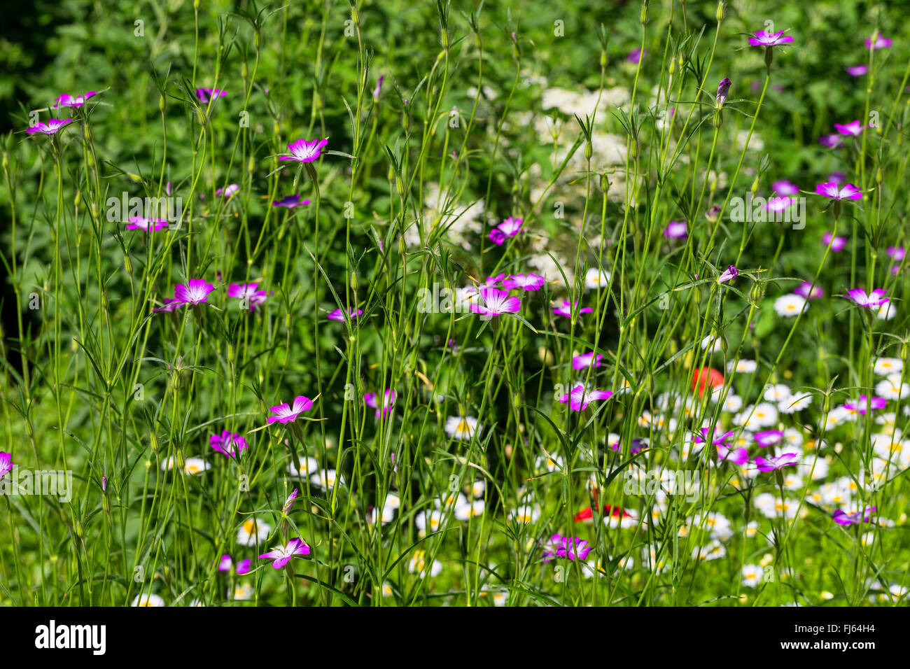 Common corncockle, Common corn-cockle, Corncockle, Corn cockle ...