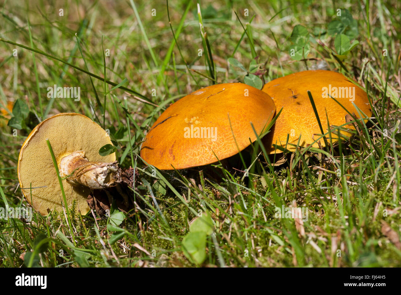 Larch bolete (Suillus grevillei), three boletes, Germany Stock Photo ...