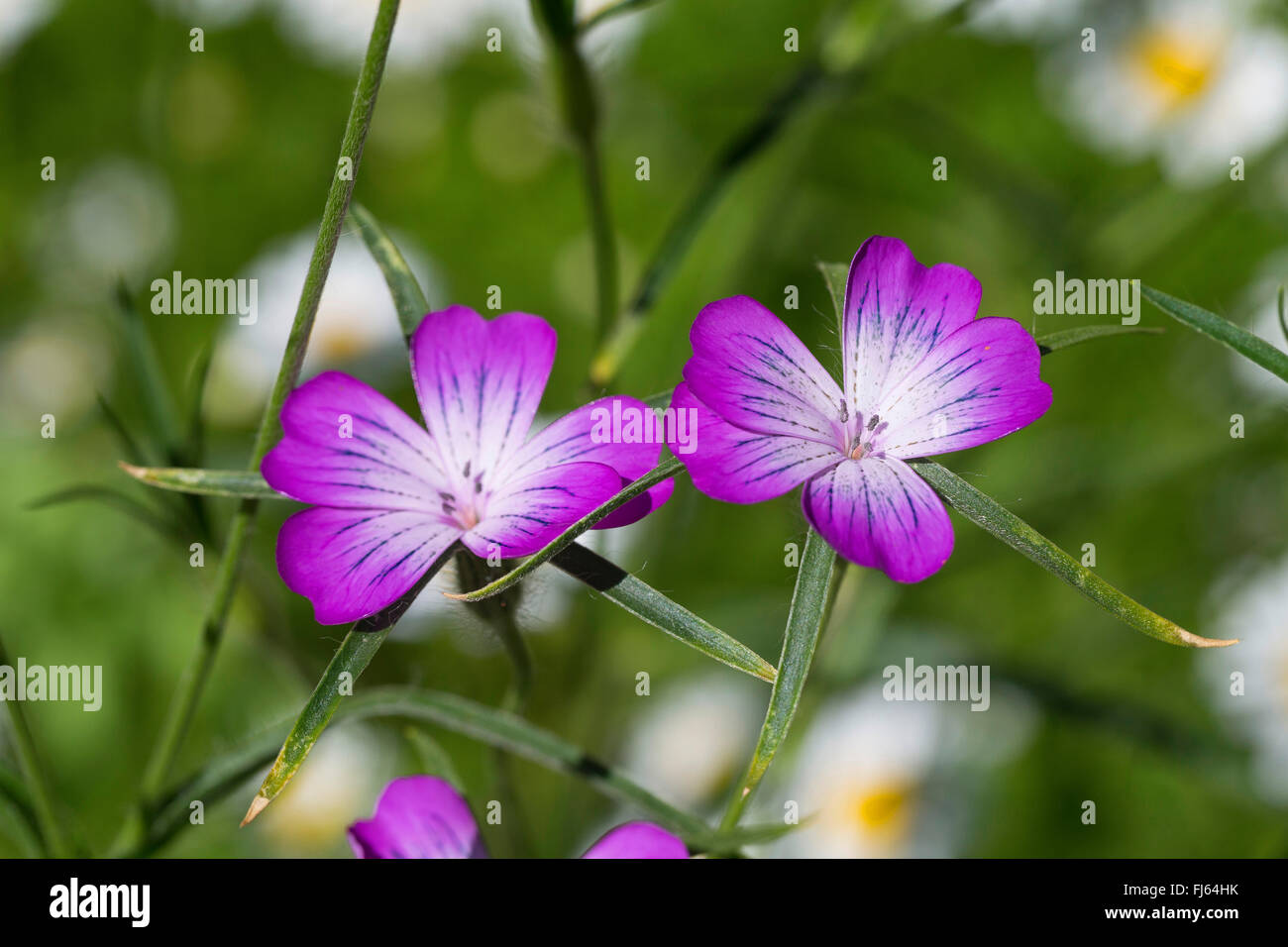 Common corncockle, Common corn-cockle, Corncockle, Corn cockle ...