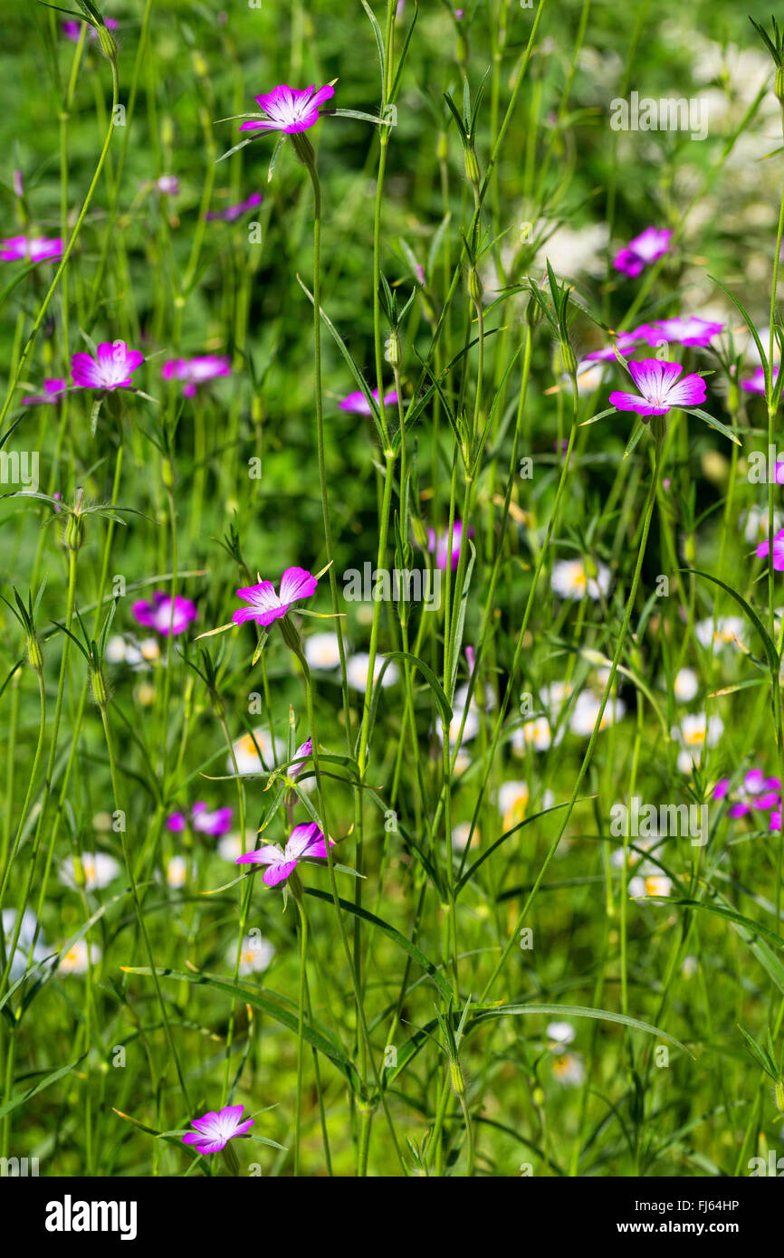Common corncockle, Common corn-cockle, Corncockle, Corn cockle ...