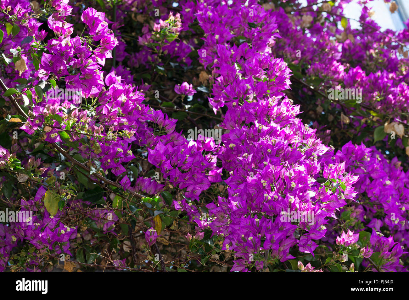 Lesser bougainvillea, Paperflower (Bougainvillea glabra), blooming ...