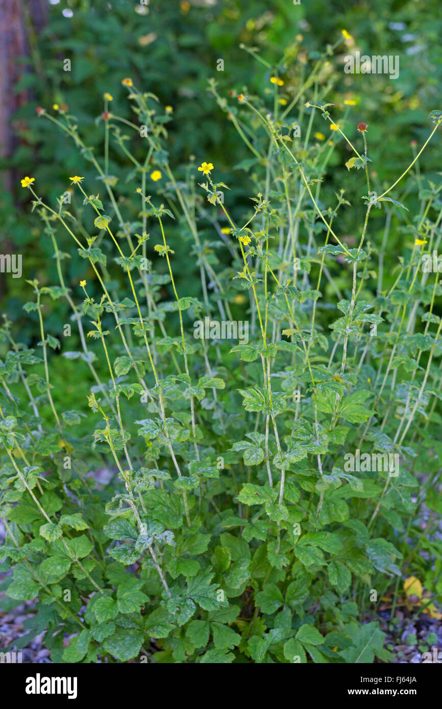 common avens, wood avens, clover-root (Geum urbanum), blooming, Germany ...