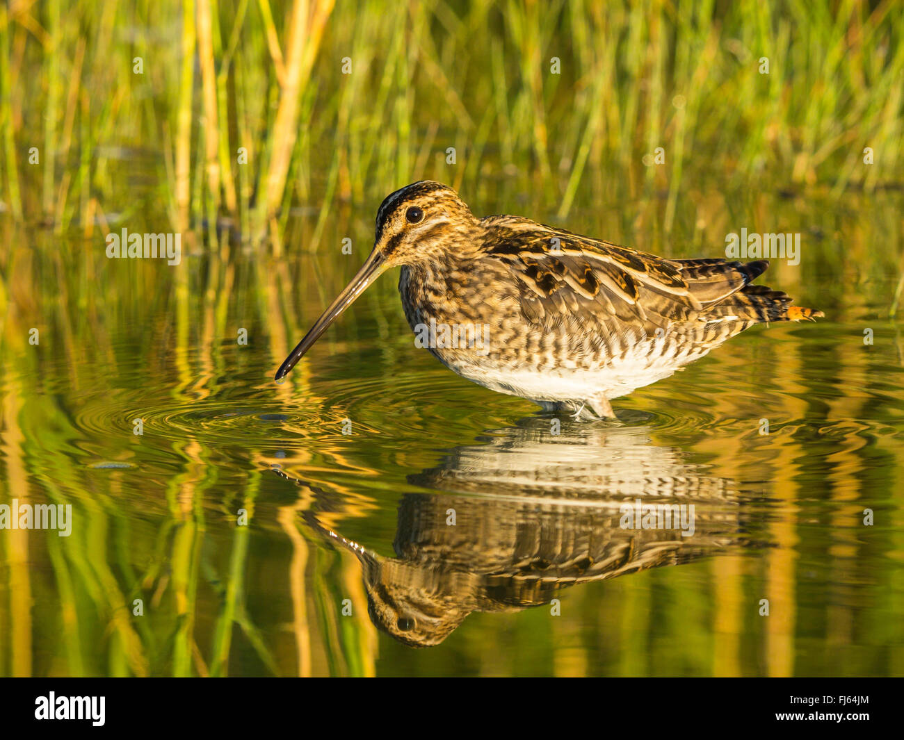 common snipe (Gallinago gallinago), standing in shallow water and ...