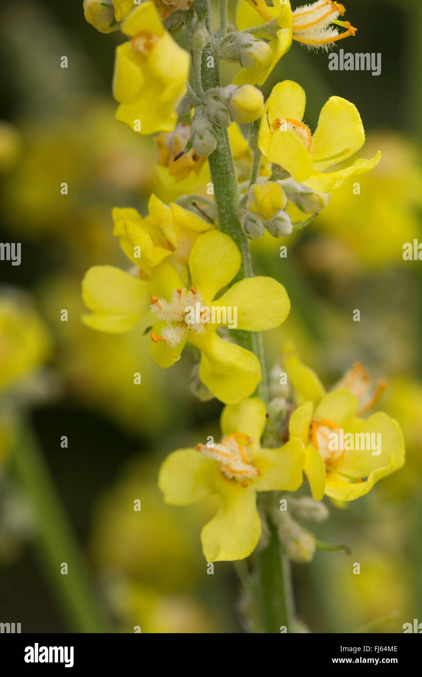 White mullein, Dark mullein (Verbascum lychnitis), flowers, Germany ...