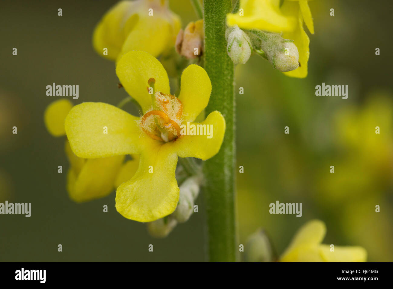 White mullein, Dark mullein (Verbascum lychnitis), flower, Germany ...
