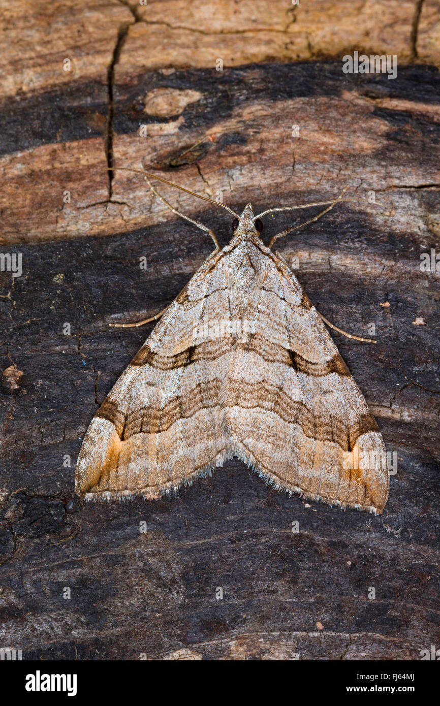 Treble-bar, St. John's Wort Inchworm (Aplocera spec., Anaitis spec ...