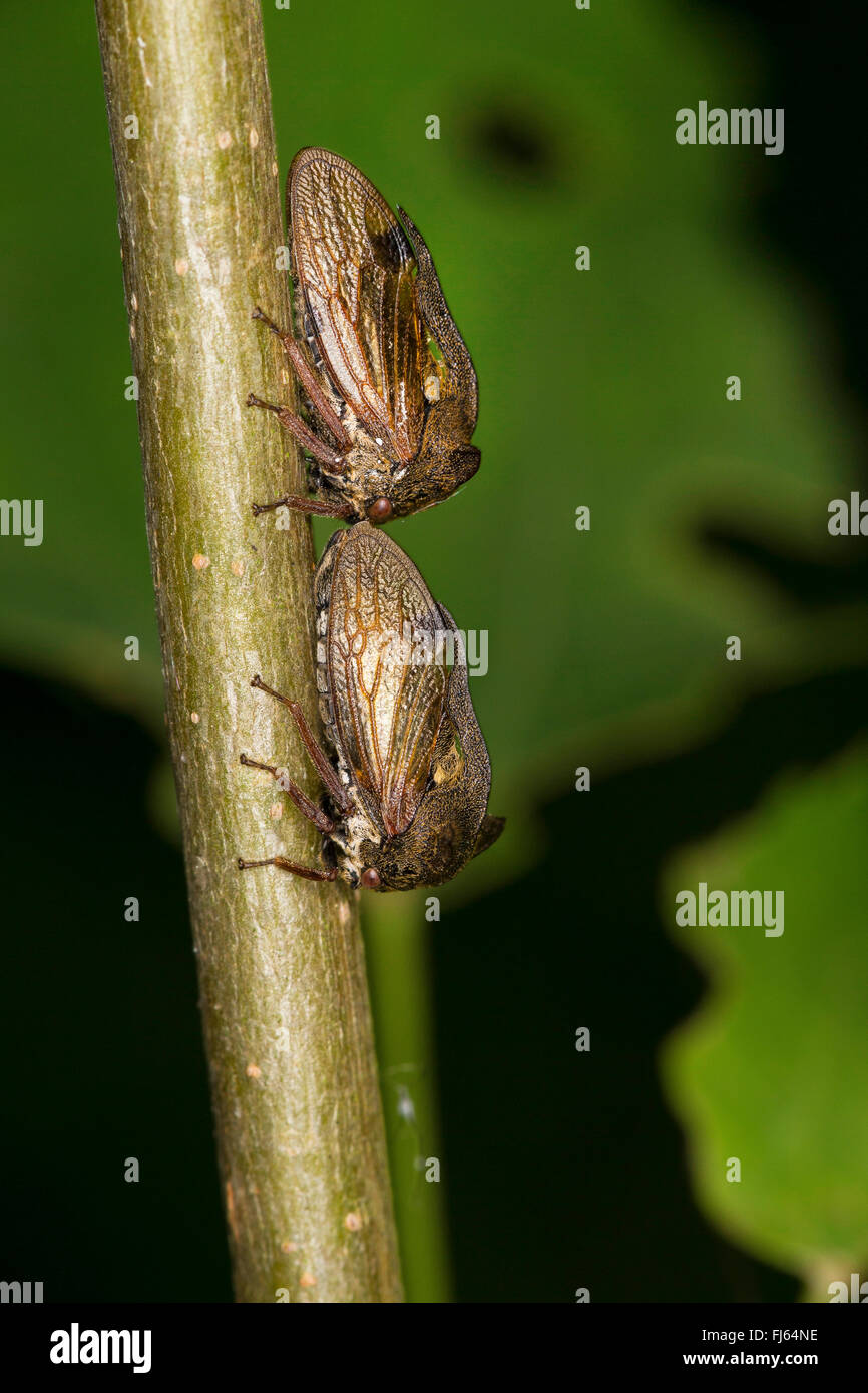 Two horned treehopper hi-res stock photography and images - Alamy