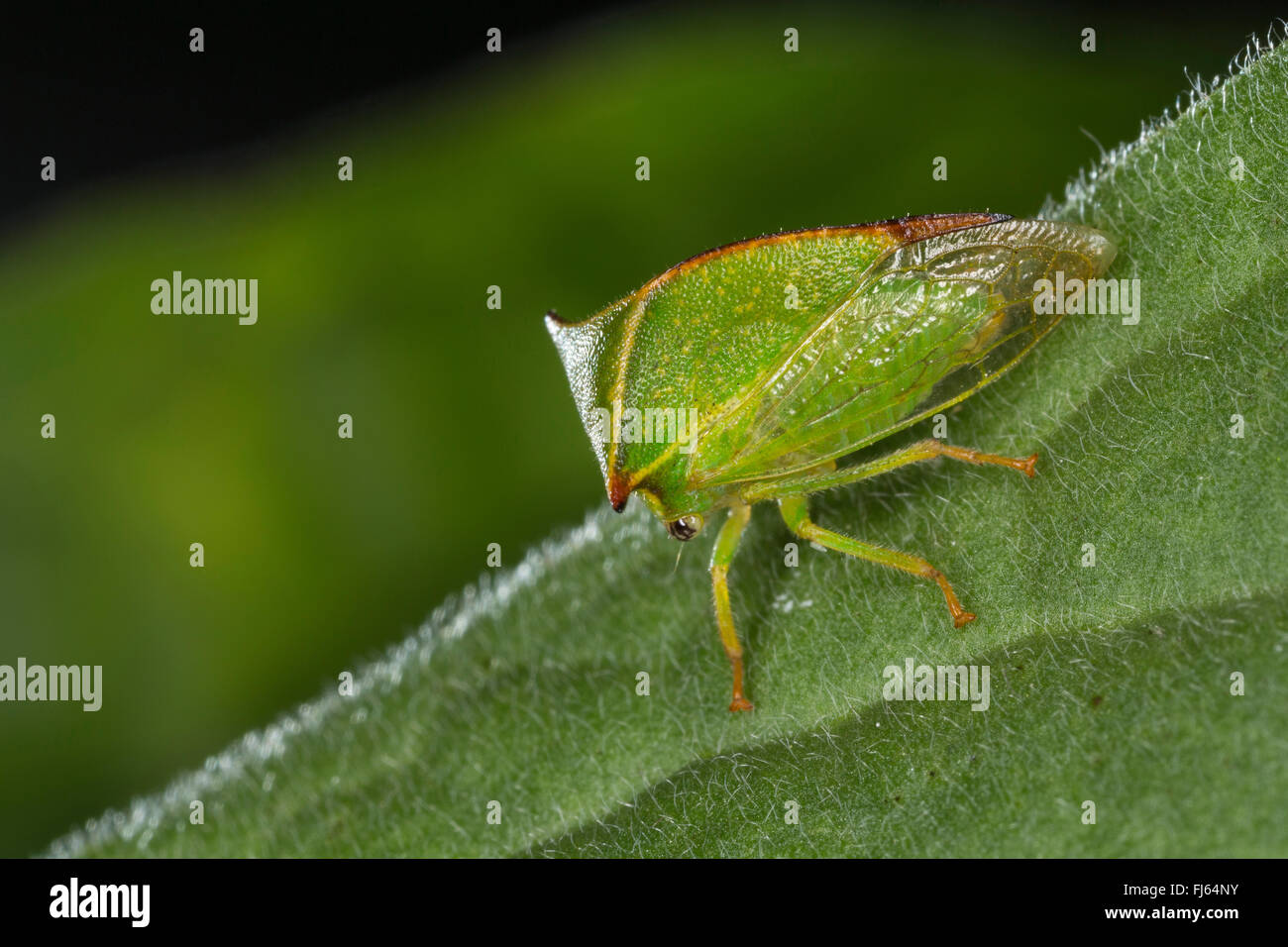 Buffalo treehopper (Stictocephala bisonia, Ceresa bisonia), sits on a ...