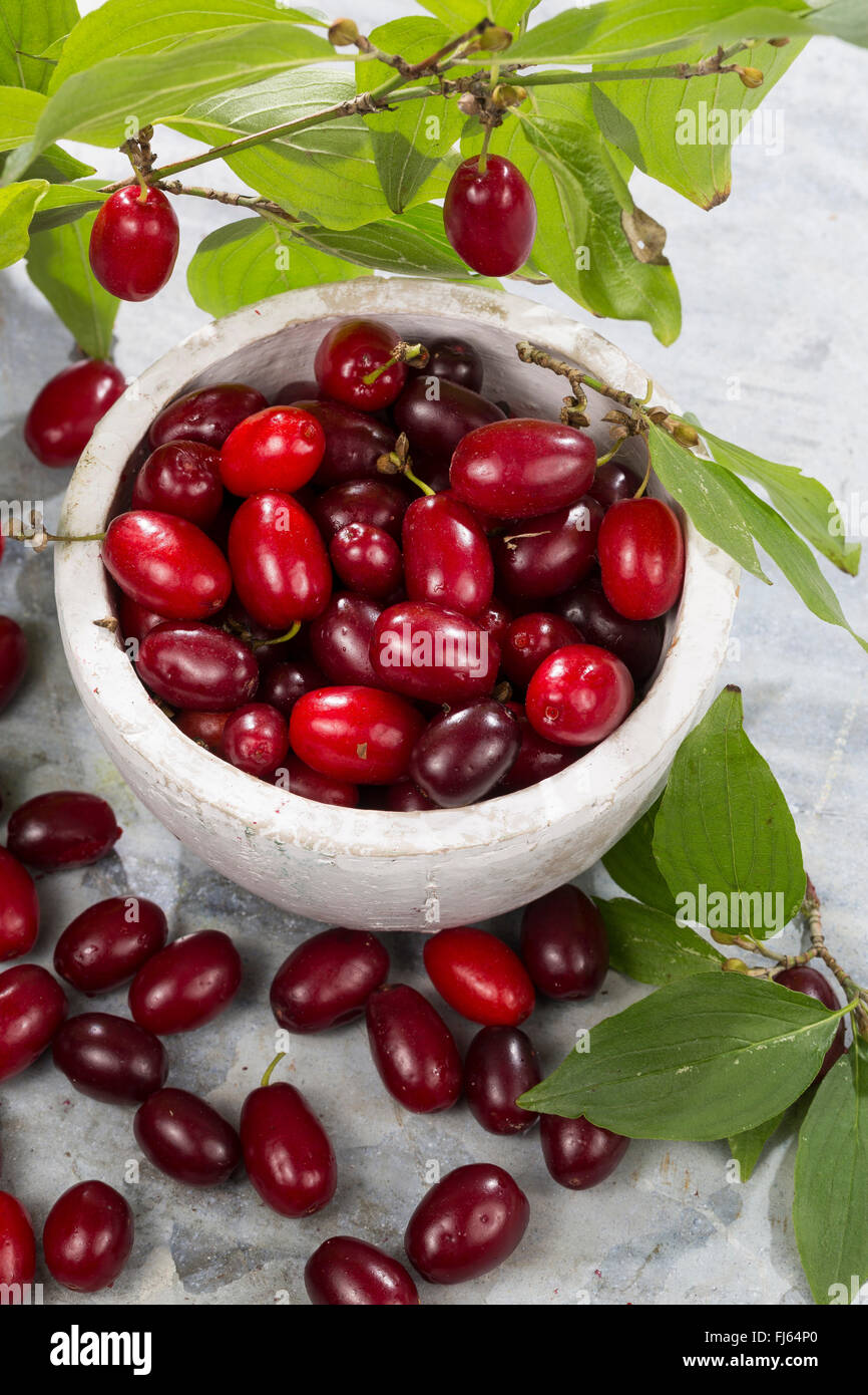cornelian cherry wood (Cornus mas), collected cornelian cherries ...