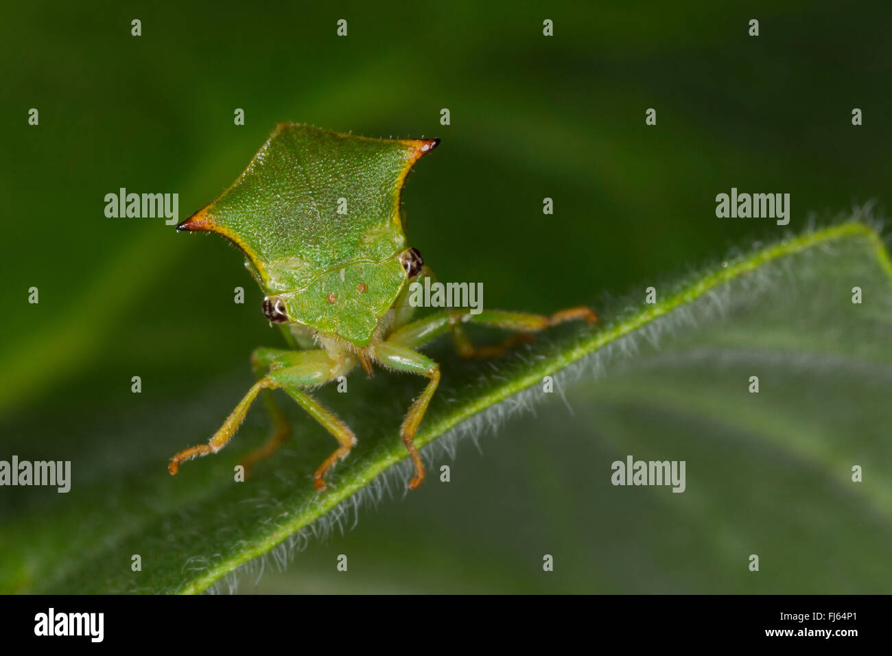 Buffalo treehopper (Stictocephala bisonia, Ceresa bisonia), sits on a ...