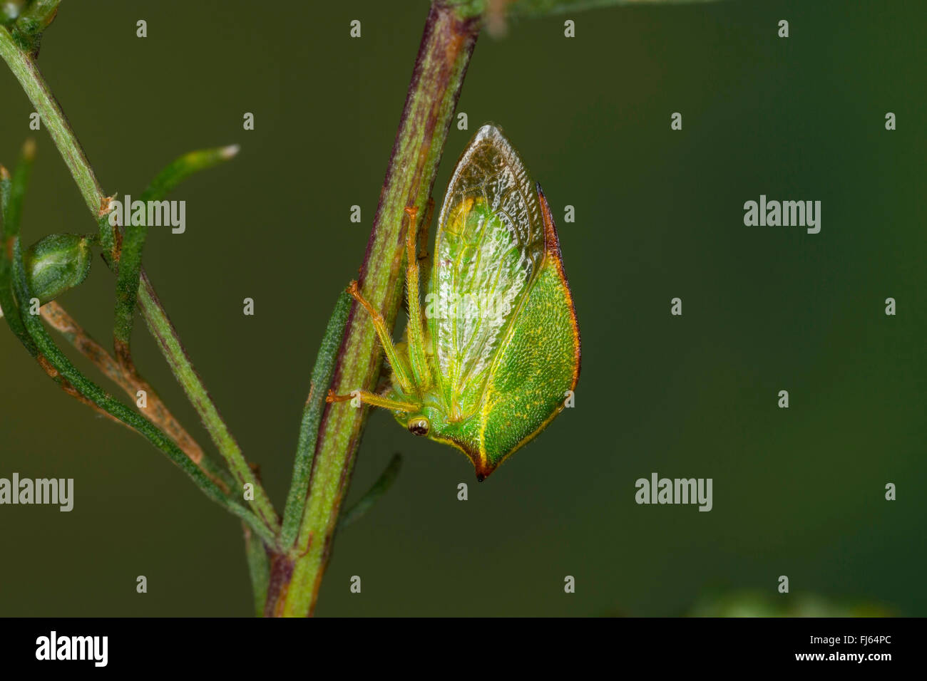 Buffalo treehopper (Stictocephala bisonia, Ceresa bisonia), at a stem ...