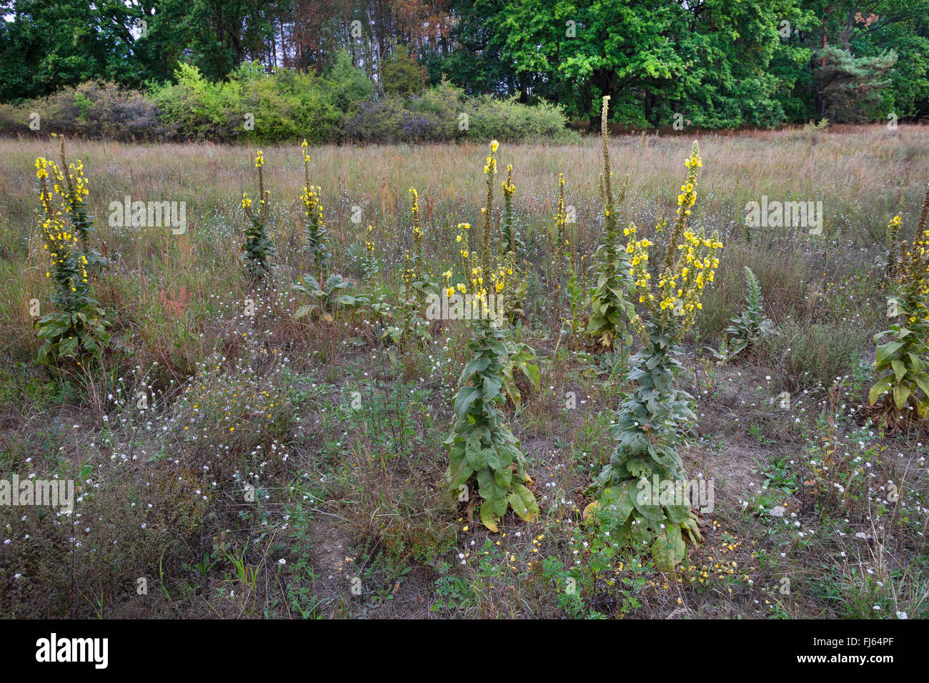 dense-flowered mullein, dense mullein (Verbascum densiflorum), blooming ...