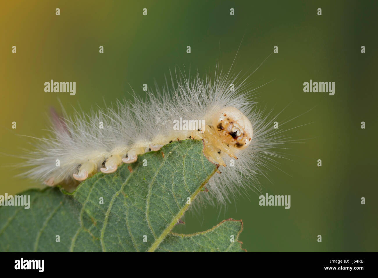 Pale tussock, Red-tail moth (Dasychira pudibunda, Olene pudibunda ...