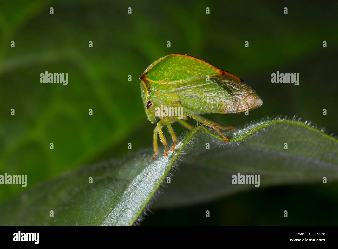 Buffalo treehopper (Stictocephala bisonia, Ceresa bisonia), sits on a ...