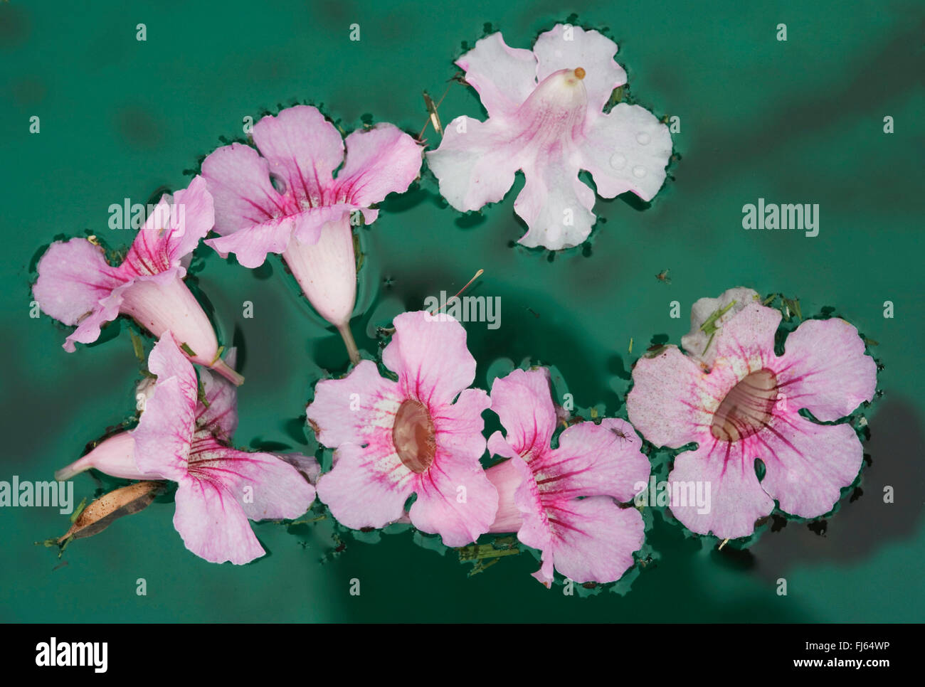 pink blossoms floating in the water Stock Photo - Alamy