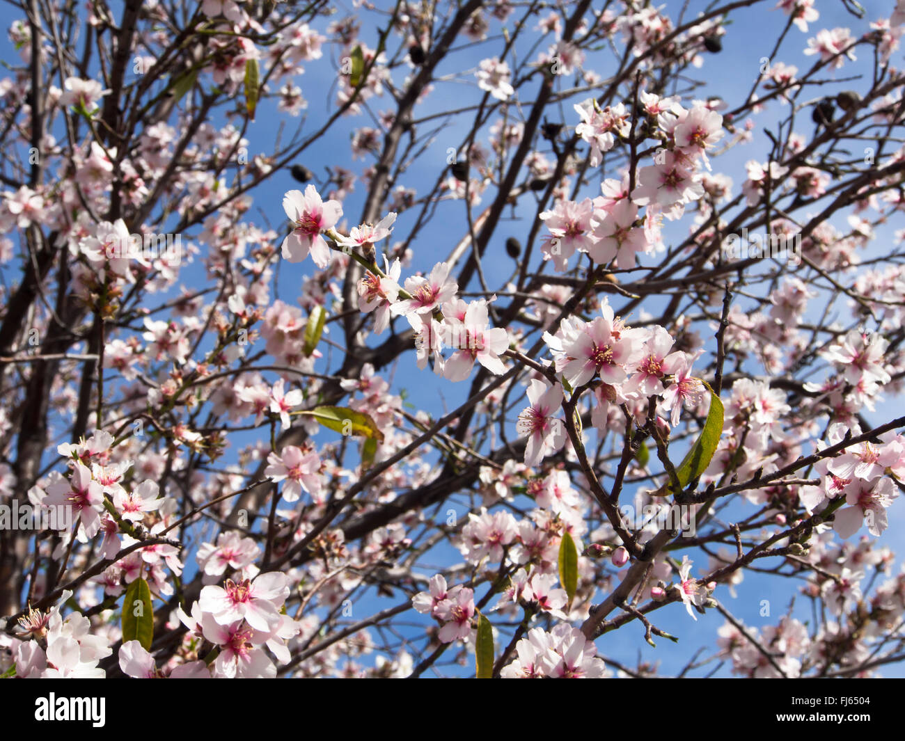 Flowering branches of an almond tree set against the blue sky in the ...