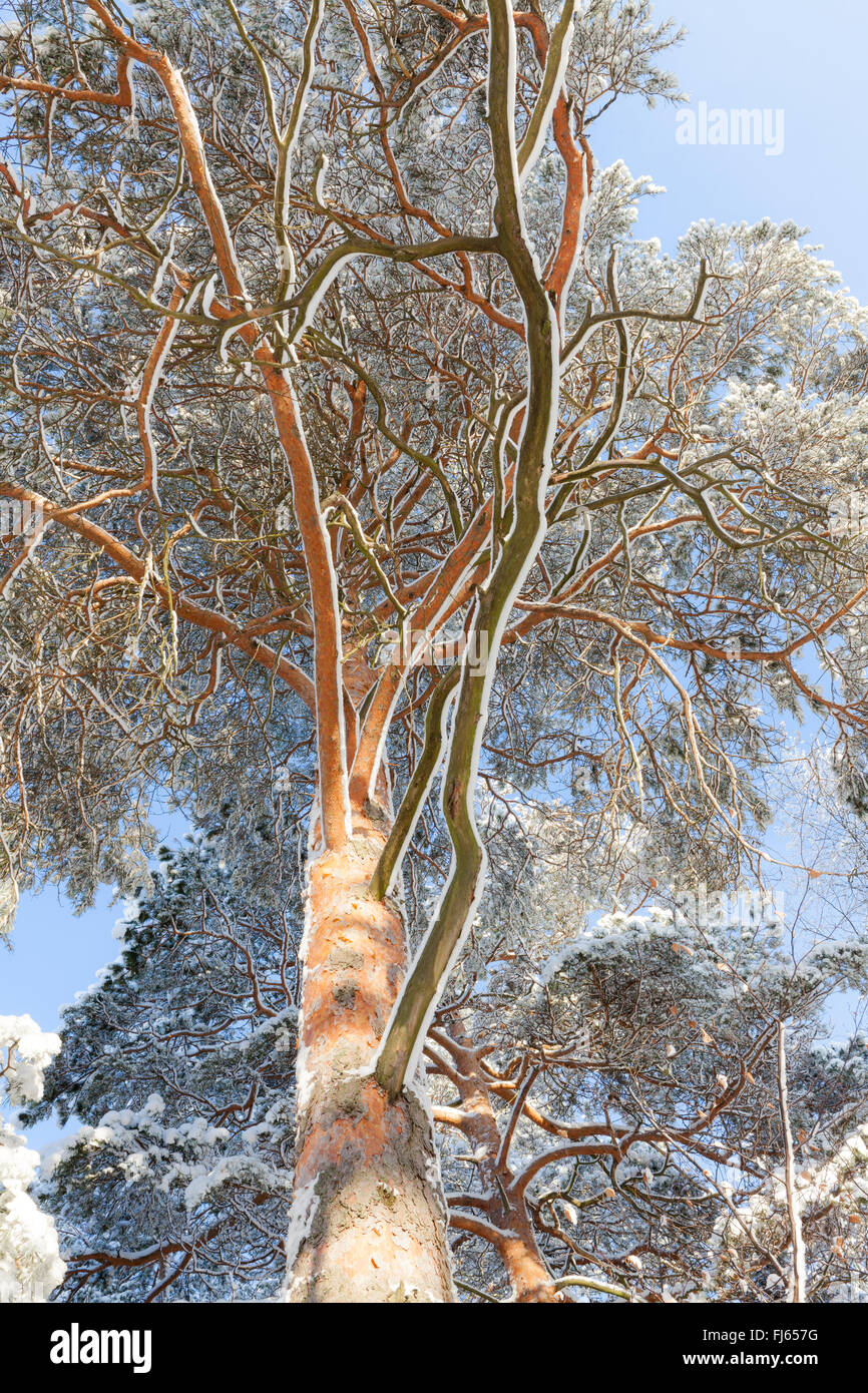 Snow covered tree perspective view looking up Stock Photo - Alamy