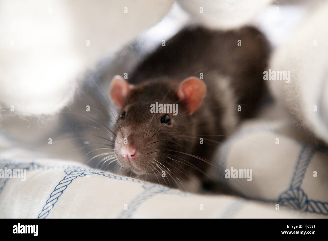 Two pet rats Stock Photo - Alamy