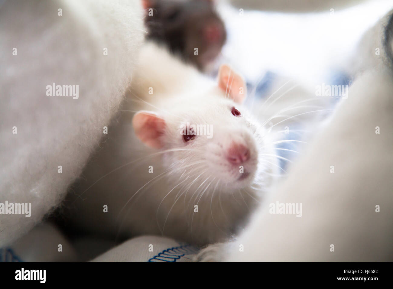 Two pet rats Stock Photo - Alamy