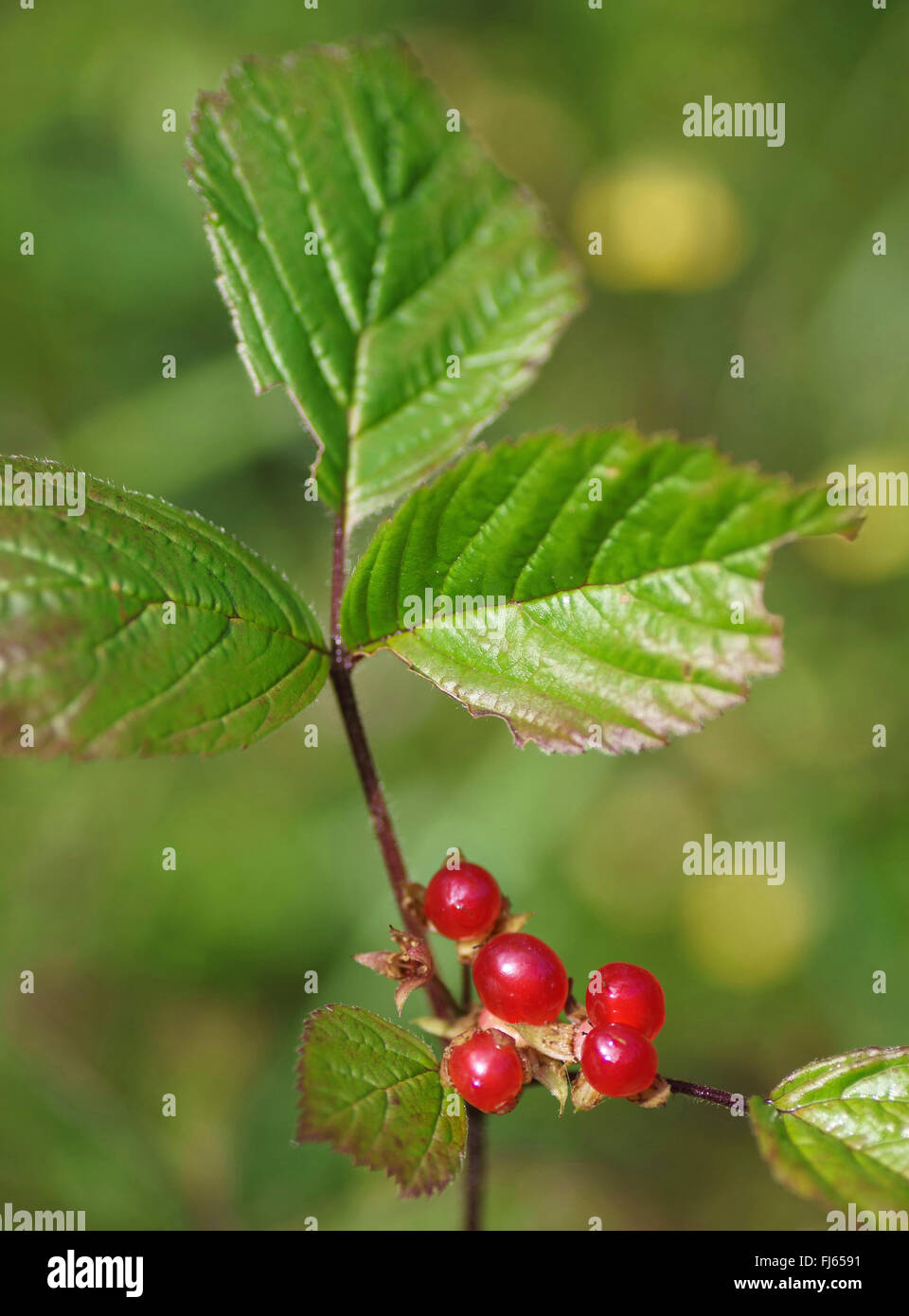 Stone bramble, Roebuck-berry (Rubus saxatilis), fruits on a twig ...