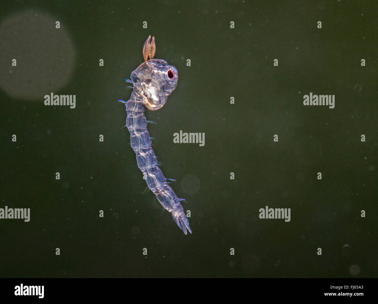 Phantom midge (Chaoborus spec.), pupa floating in water Stock Photo - Alamy