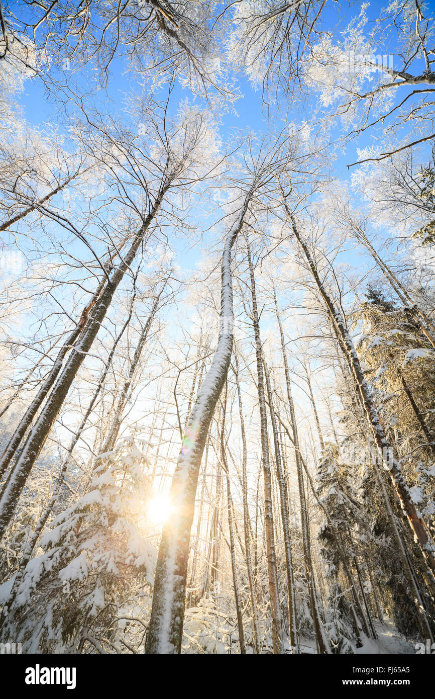 Snow covered tree perspective view looking up Stock Photo - Alamy