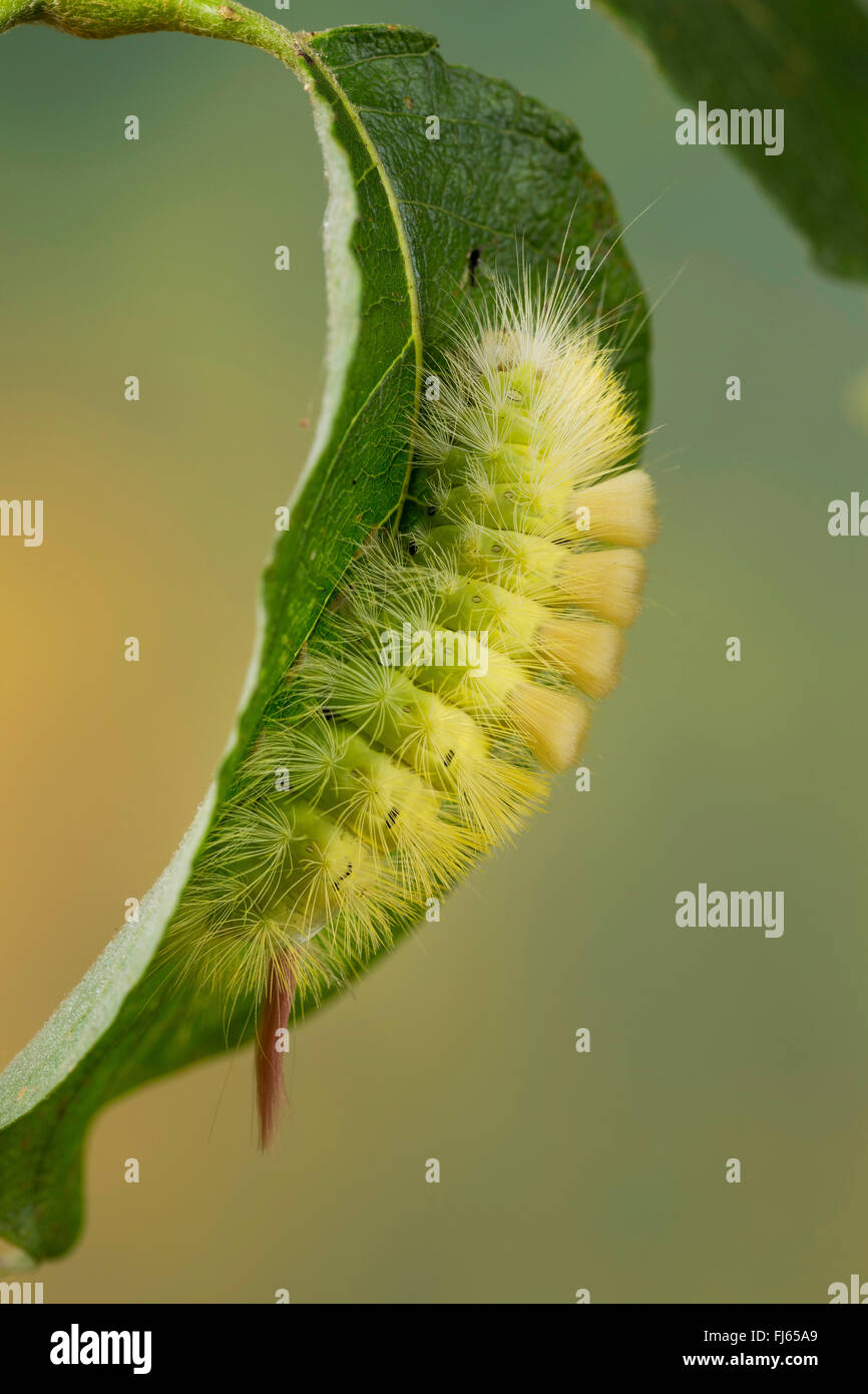 Pale tussock, Red-tail moth (Dasychira pudibunda, Olene pudibunda ...