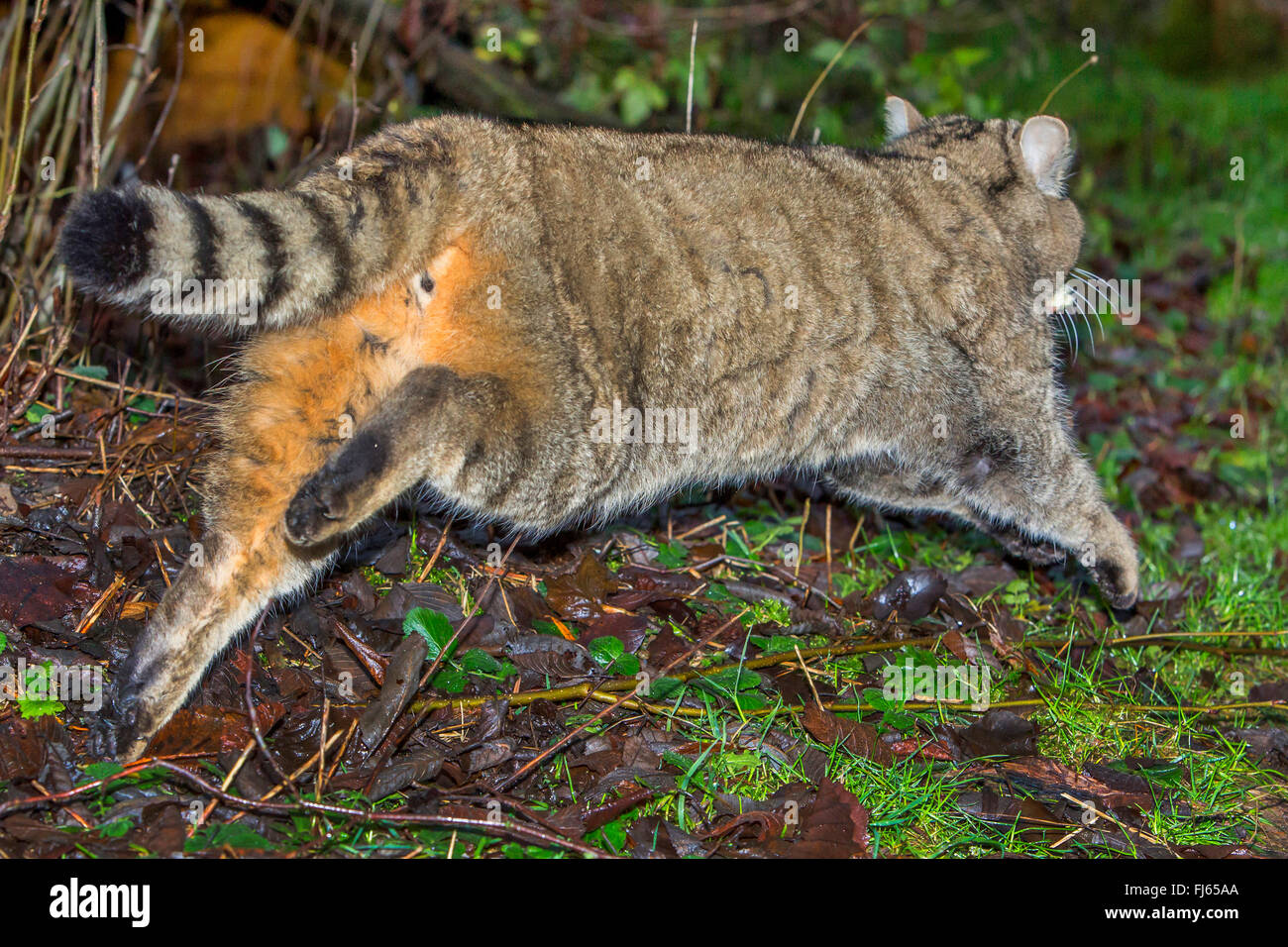 European wildcat, forest wildcat (Felis silvestris silvestris), jumps ...