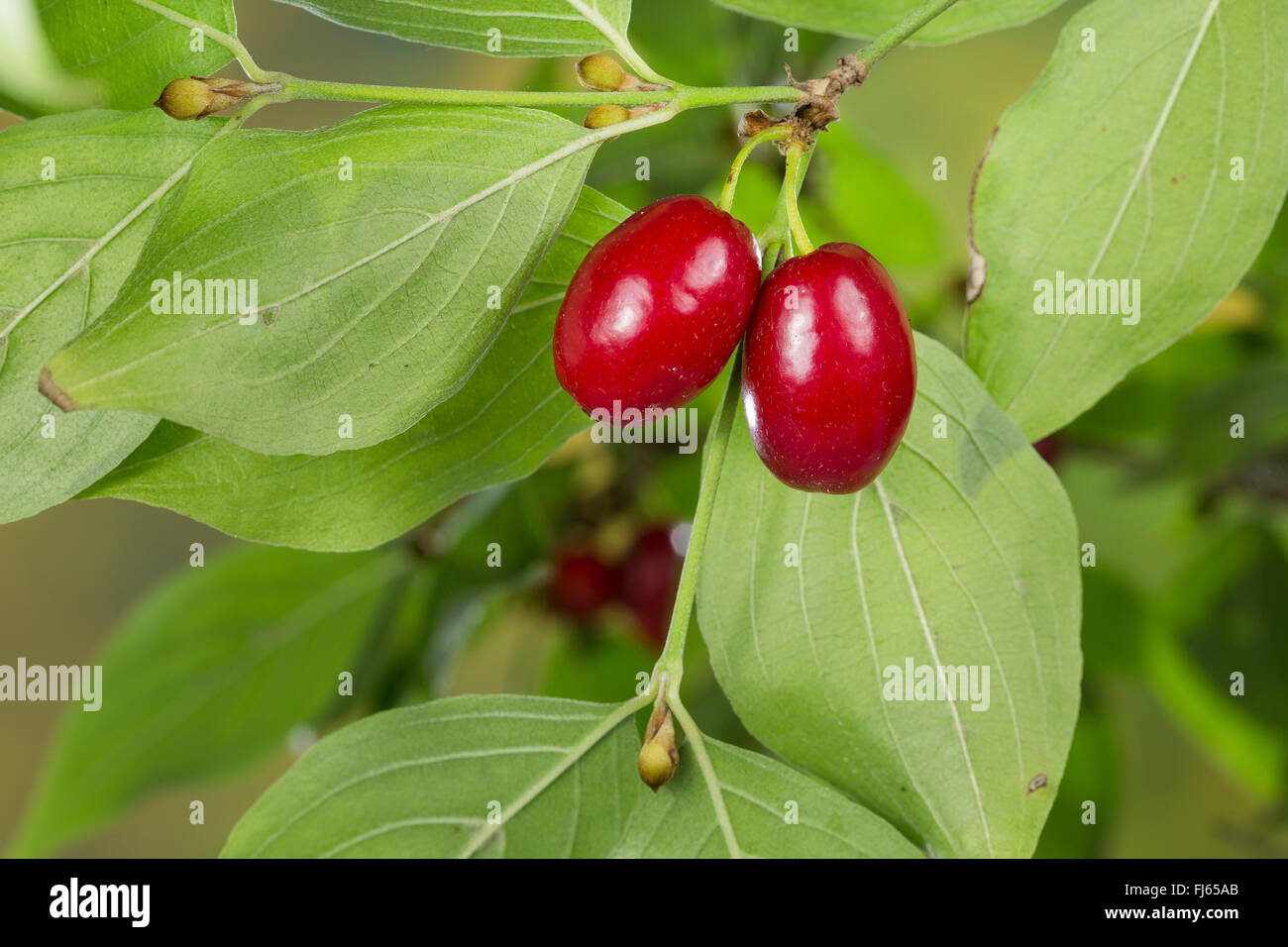 cornelian cherry wood (Cornus mas), fruits on a branch, Germany Stock ...