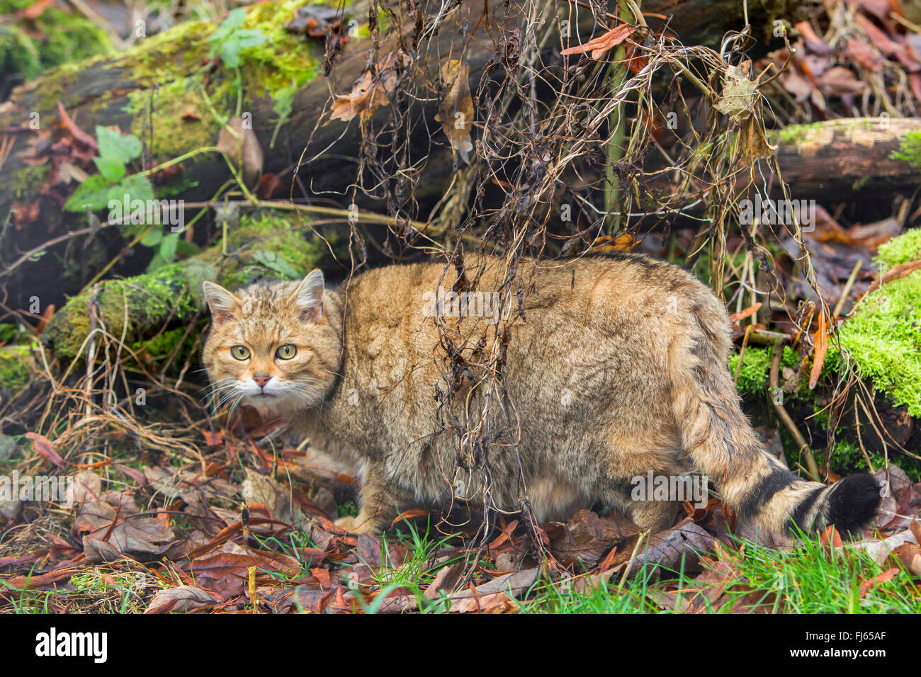 European wildcat, forest wildcat (Felis silvestris silvestris), male ...