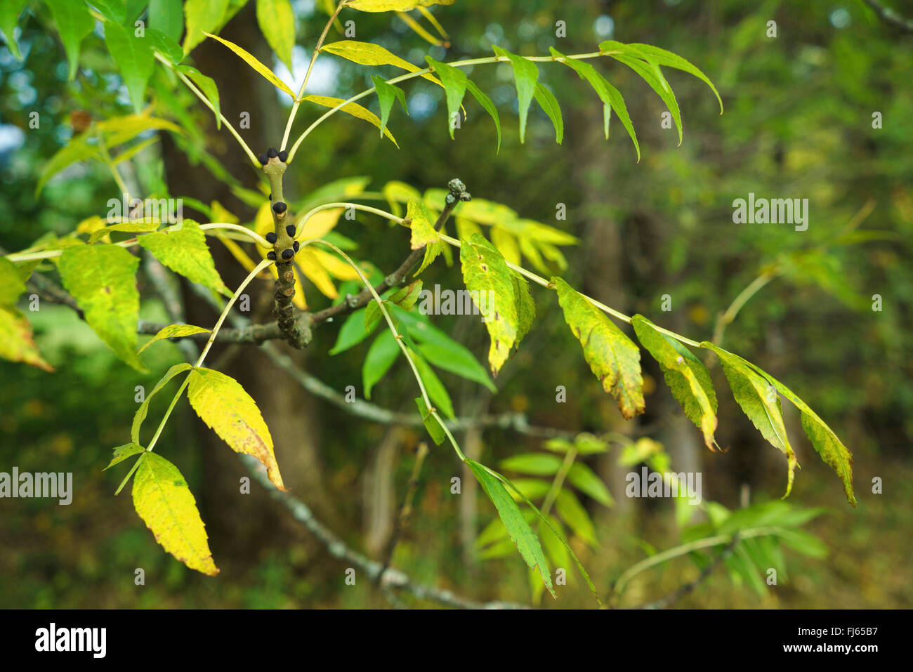 common ash, European ash (Fraxinus excelsior), European ash with autumn ...