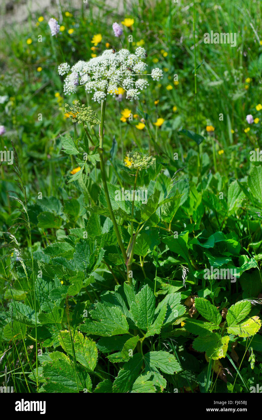 Masterwort, Master-wort (Peucedanum ostruthium, Imperatoria ostruthium ...