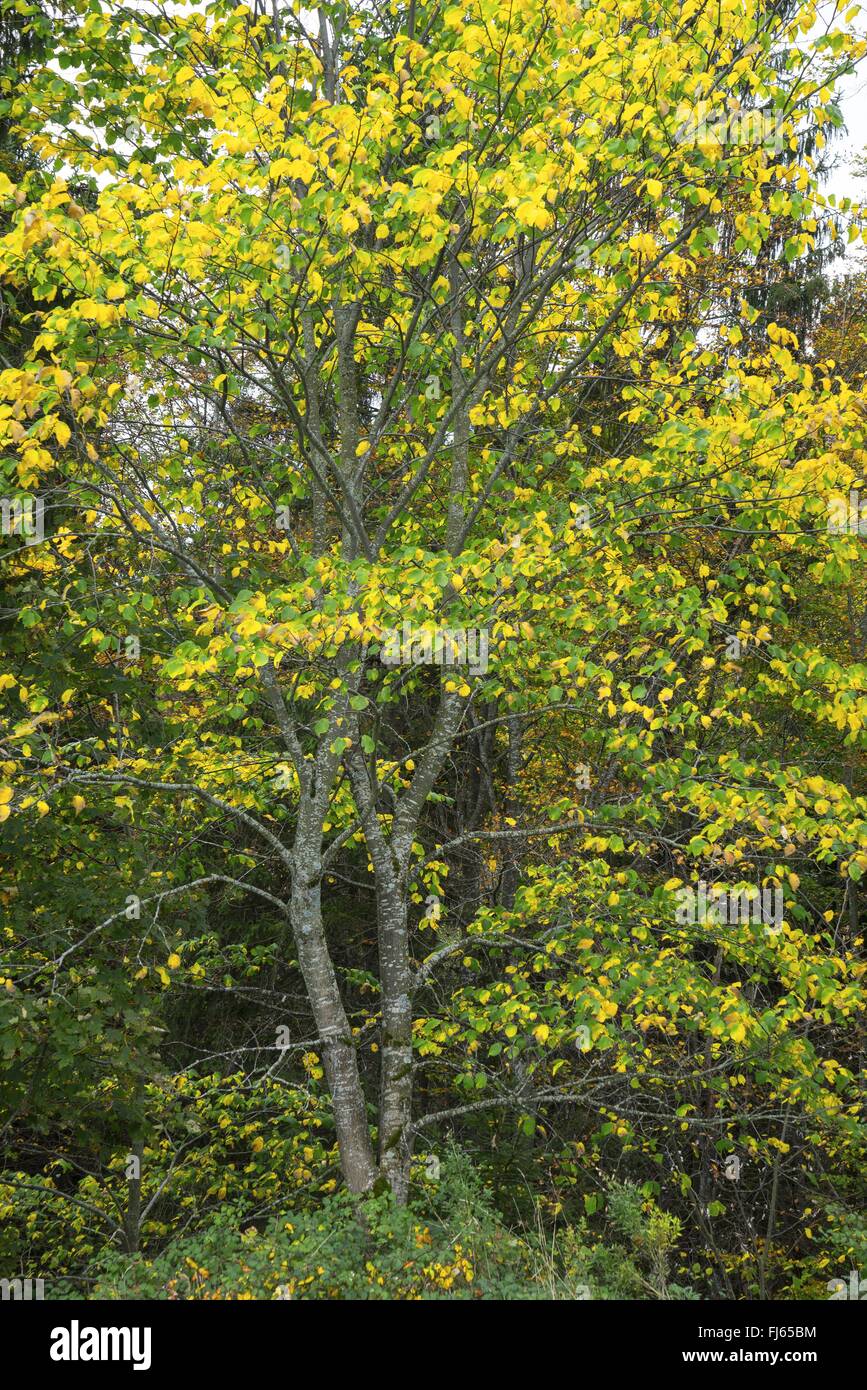 Elm tree autumn vertical hi-res stock photography and images - Alamy