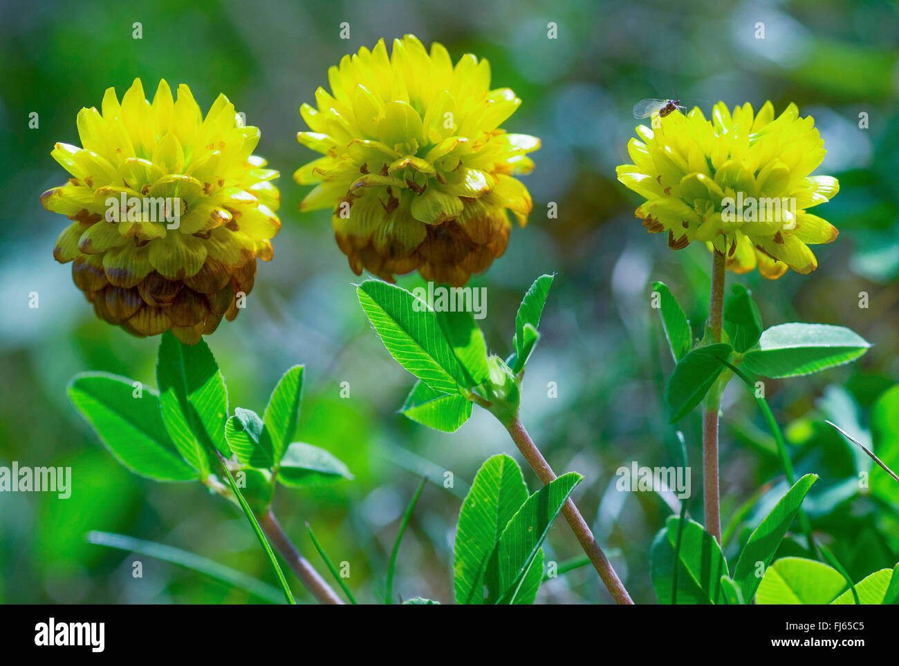 brown clover (Trifolium badium), blooming, Austria, Tyrol, Tannheimer ...