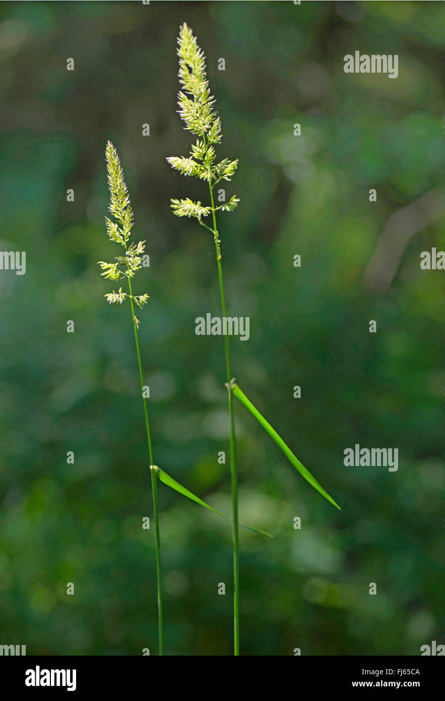 wood small-reed, feathertop (Calamagrostis epigejos), blooming, Germany ...
