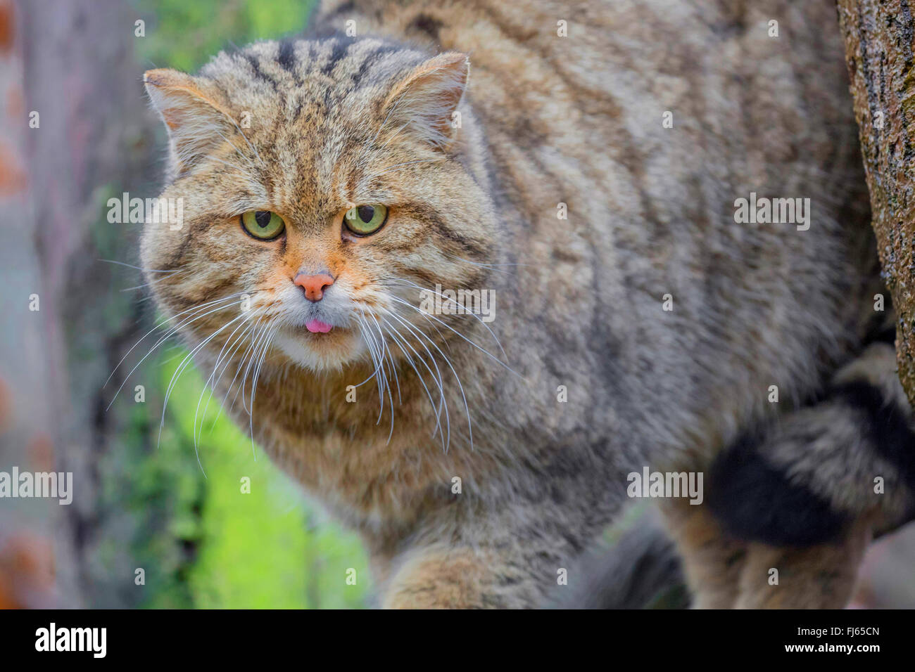 European wildcat, forest wildcat (Felis silvestris silvestris), male ...