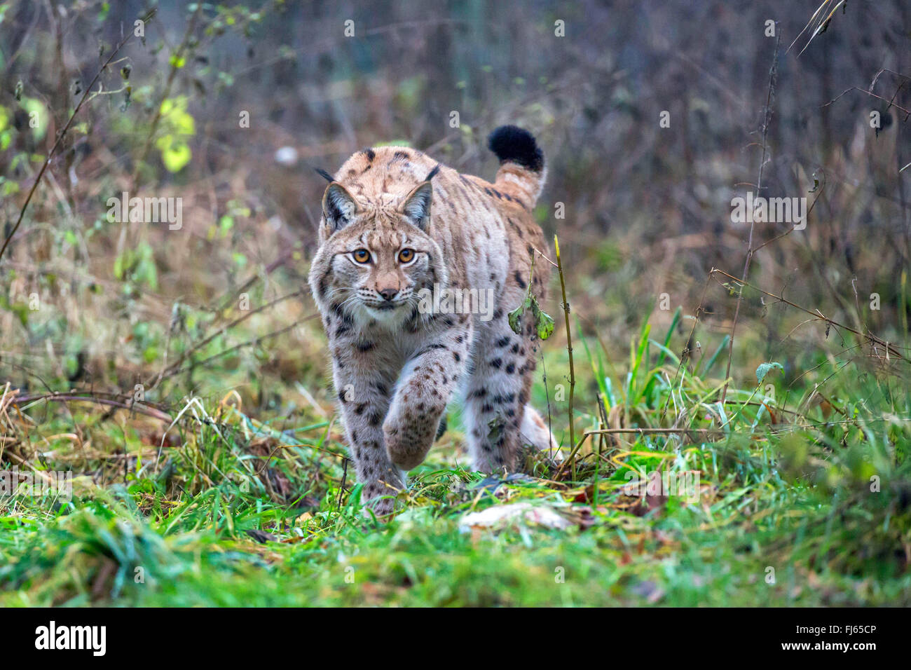 Eurasian lynx (Lynx lynx), hunting Stock Photo - Alamy