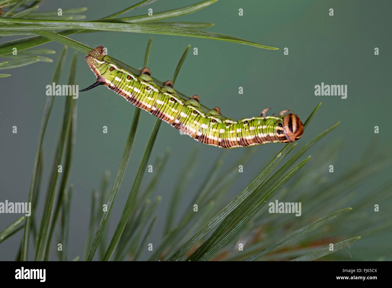 pine hawkmoth (Hyloicus pinastri, Sphinx pinastri), caterpillar feeds ...