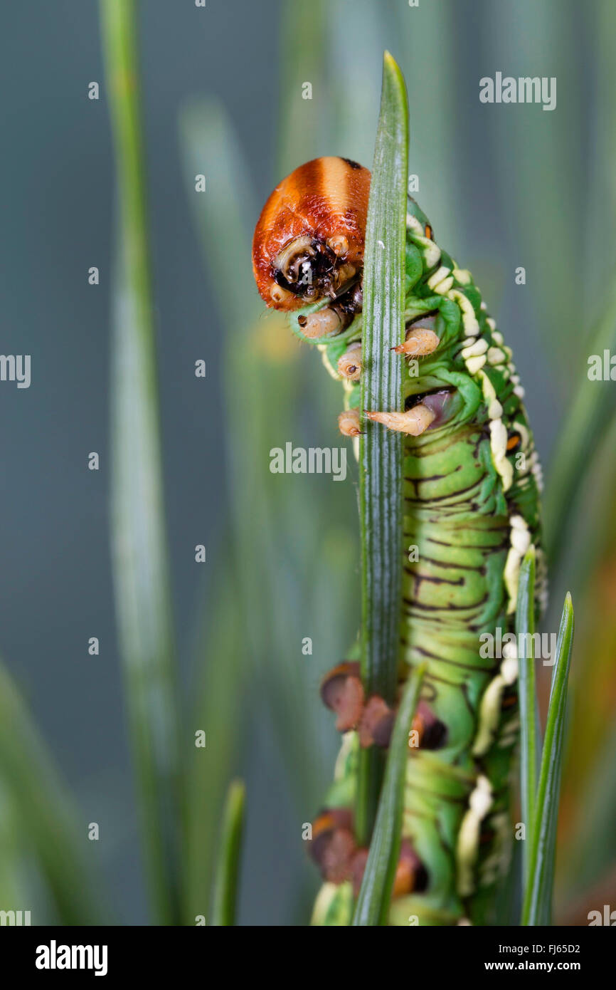 pine hawkmoth (Hyloicus pinastri, Sphinx pinastri), caterpillar feeds ...