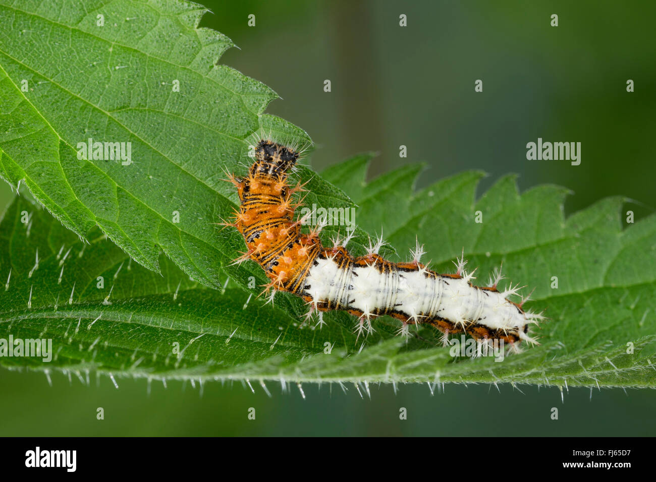 Comma butterfly caterpillar polygonia c album hi-res stock photography ...